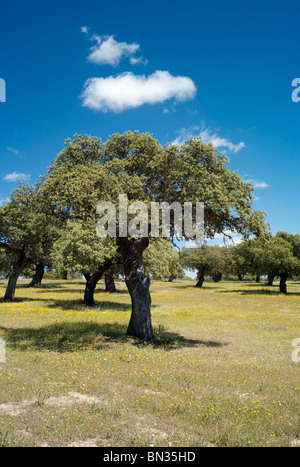Oak trees of the dehesa near Jaraiceijo, Extremadura, Spain Stock Photo ...
