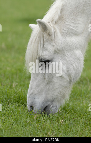 Shetland Pony. Portrait of grey adult. Germany Stock Photo - Alamy
