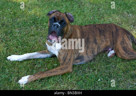 The Boxer is a breed of stocky, medium-sized, short-haired dogs ...