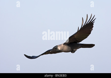 A House Crow (Corvus splendens) flying over. Punjab, India Stock Photo ...