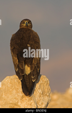 Steppe eagle (Aquila nipalensis), sitting on tree, captive, Sababurg ...