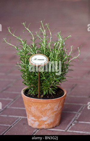 Rosemary Plant in a Pot on a White Table Stock Photo - Alamy