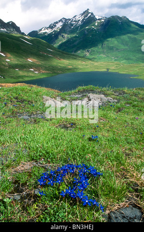 Spring Gentian (Gentiana verna) flower Stock Photo - Alamy