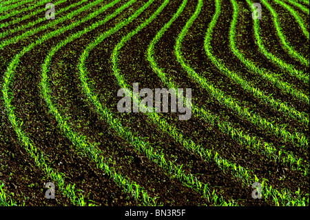 Cultivating field of young corn crops with row crop cultivator machine ...