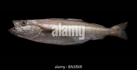 pollack a marine fish Stock Photo - Alamy