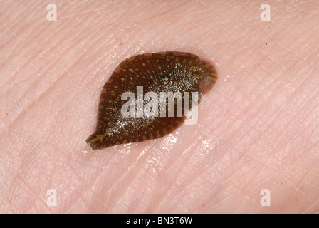 Placobdella leech in the family Glossiphoniidae, known as freshwater ...