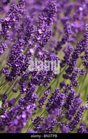 Common Lavender (Lavandula angustifolia Stock Photo - Alamy