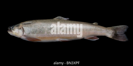 char, charr, Arctic char, Arctic charr (Salvelinus alpinus salvelinus ...