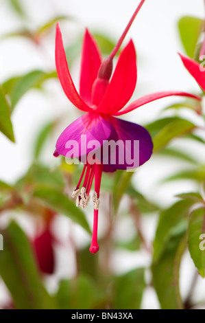 Flowering Fuchsia shrub in late Summer / early Autumn (September) on a ...