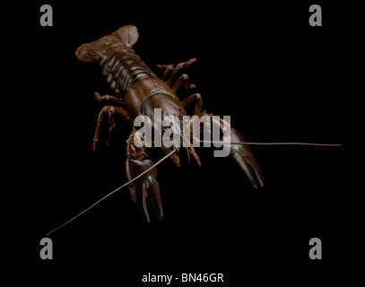 Claw of American Signal Crayfish Pacifastacus lenuisculus Oxfordshire ...