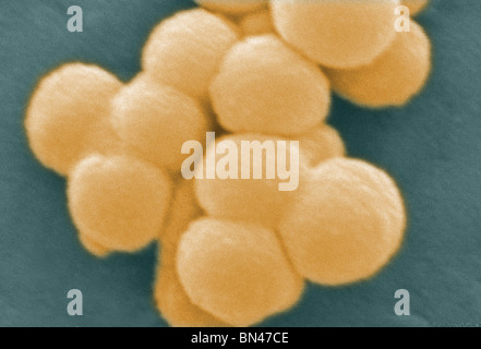 Scanning electron micrograph (SEM) of a clustered group of Gram ...