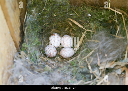 Tufted titmouse nest in a bird house with six eggs Stock Photo - Alamy