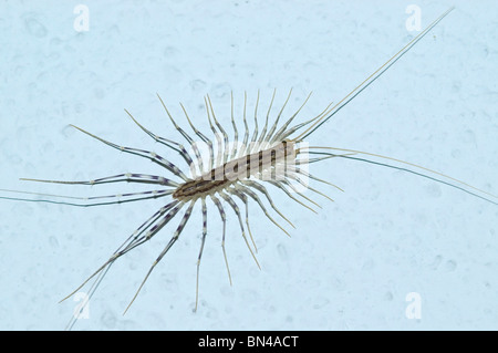 LONG-LEGGED CENTIPEDE Scutigera coleoptrata in cave Sabah, Borneo ...