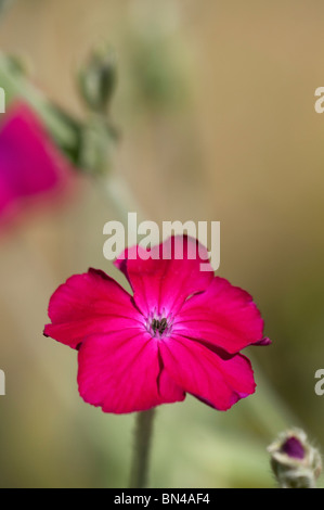 Lychnis coronaria, Rose Campion, in flower Stock Photo - Alamy