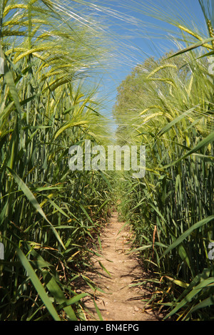 Close-up view of wheat stalks growing in an agricultural field with ...
