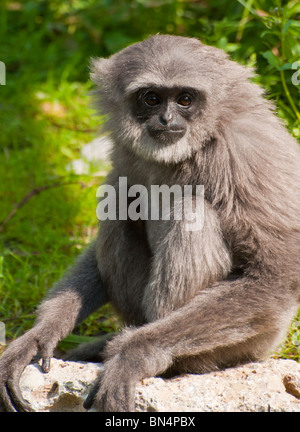 Muller's Bornean Gibbon (Hylobates muelleri) pair jumping, Tabin ...