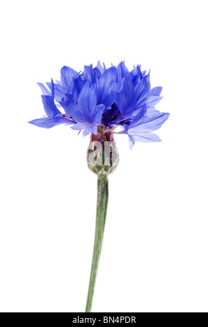 Close up of blue cornflower flower. Blue Cornflower Herb or bachelor ...