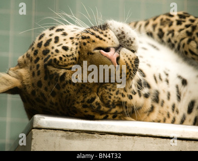 Leopard in Berlin Zoo, Germany Stock Photo - Alamy