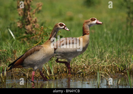 Pair of Egyptian Geese Alopochen aegyptiacus raising the alarm with ...