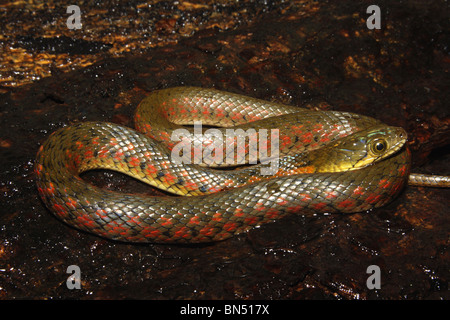 CHECKERED KEELBACK Xenochrophis piscator Non-venomous Common. Asiatic ...