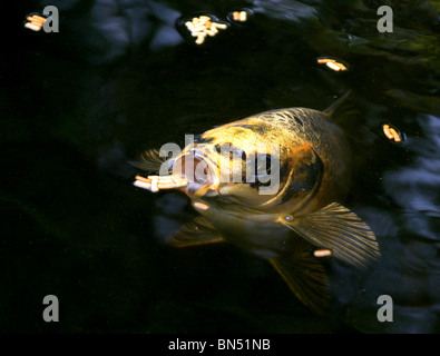 A ghost koi carp feeds at the surface of a pond Stock Photo - Alamy