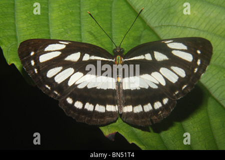 Common Sailer (Neptis hylas Stock Photo - Alamy