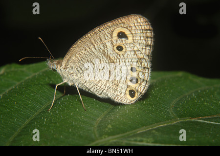 The Common Four Ring (Ypthima huebneri) is a small butterfly in wet ...