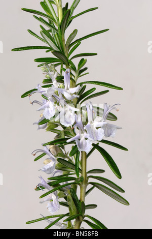 Rosemary Rosmarinus officinalis Flower Flowering Flowers Blue April ...