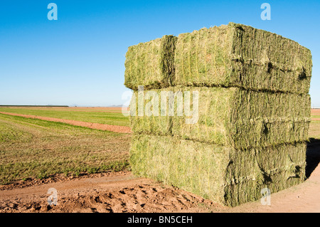 six string alfalfa hay bales stacked beside the freshly cut field with ...