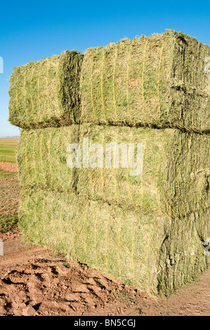 six string alfalfa hay bales stacked beside the freshly cut field with ...