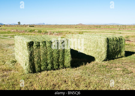 six string alfalfa hay bales stacked beside the freshly cut field with ...