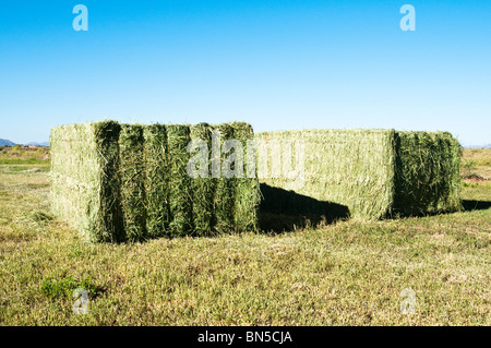six string alfalfa hay bales stacked beside the freshly cut field with ...