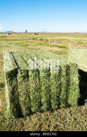 six string alfalfa hay bales stacked beside the freshly cut field with ...