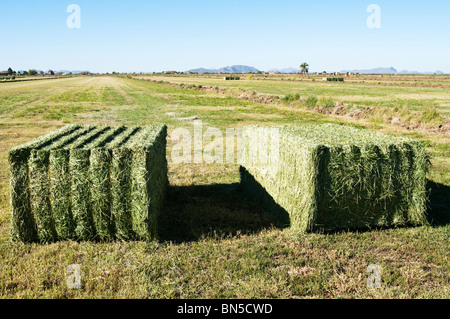 six string alfalfa hay bales stacked beside the freshly cut field with ...