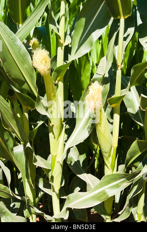 Corn grows in a field in Arizona Stock Photo - Alamy