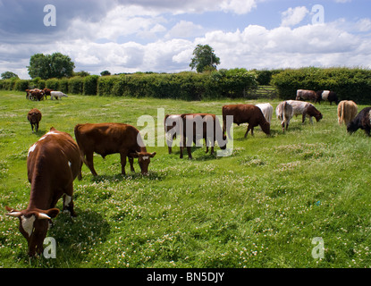ASSORTED GROUP OF RARE BREED CATTLE COWS IN A FIELD NEAR DARLINGTON ...