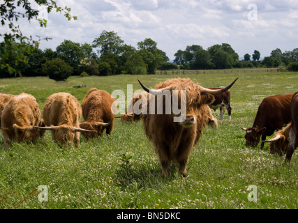 RARE BREED CATTLE AT ULNABY NEAR DARLINGTON HIGHLAND COWS CLOSE UP ...