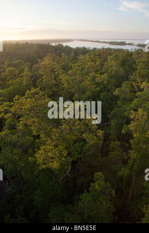 Mangroves in the Ten Thousand Islands section of Everglades National ...