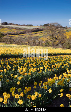 Daffodil fields; near Leedstown; Hayle; Cornwall Stock Photo - Alamy