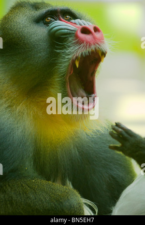 baboon - roaring Stock Photo - Alamy