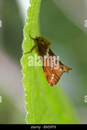 Gold Swift Moth, Hepialus hecta, Hepialidae, Lepidoptera Stock Photo ...