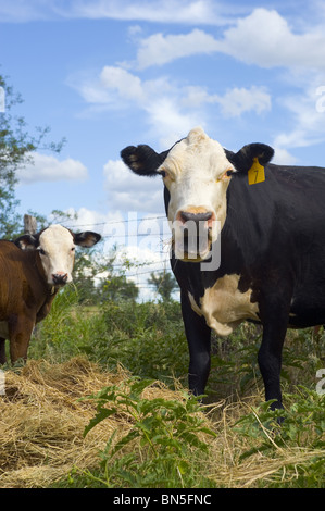Cow and Calf Having Lunch Stock Photo - Alamy
