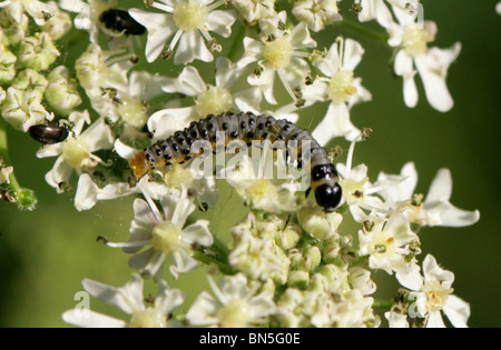 Parsnip Moth or Parsnip Webworm Larva, Depressaria pastinacella Stock ...