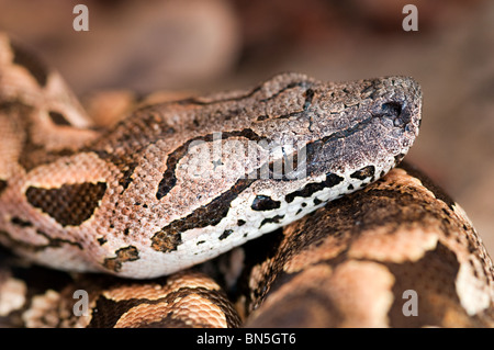 Dumerils boa Madagascar Stock Photo - Alamy