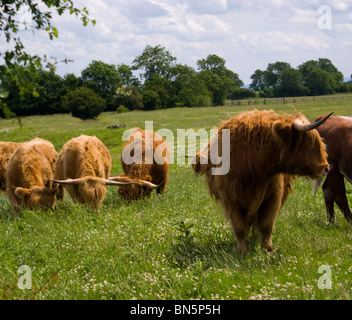 RARE BREED CATTLE AT ULNABY NEAR DARLINGTON HIGHLAND COWS CLOSE UP ...