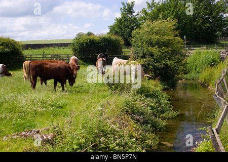 RARE BREED CATTLE AT ULNABY NEAR DARLINGTON HIGHLAND COWS CLOSE UP ...