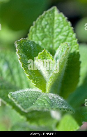 Apple Mint (Mentha rotundifolia Stock Photo - Alamy