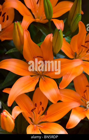 Asiatic lily 'Orange Pixie' Stock Photo - Alamy