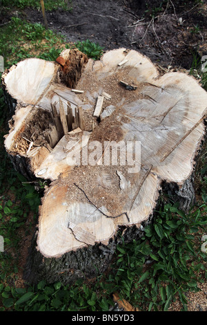 Cross-section of a chopped down tree and cracked radiating patterns ...