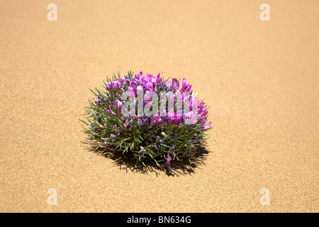 Kizilkum desert, SE Kazakhstan Stock Photo - Alamy